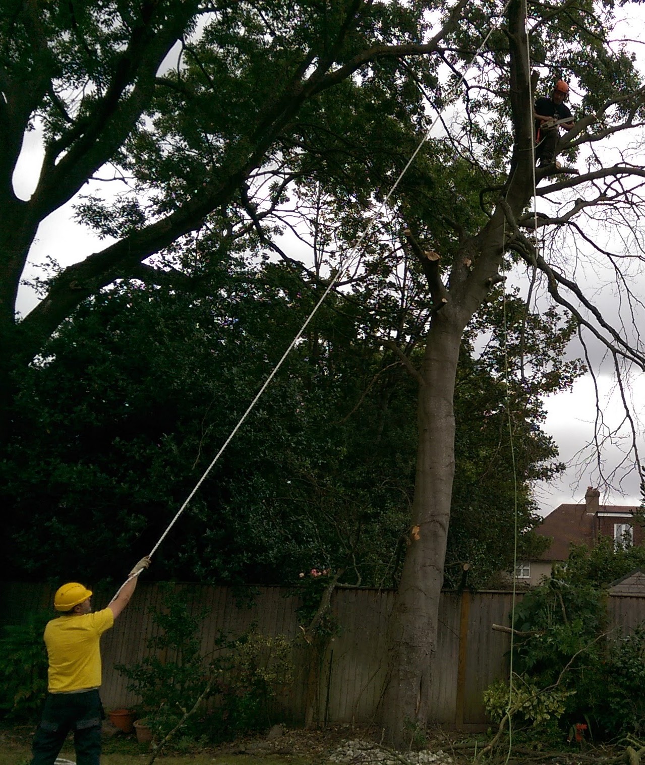 Tree Management – netreecare