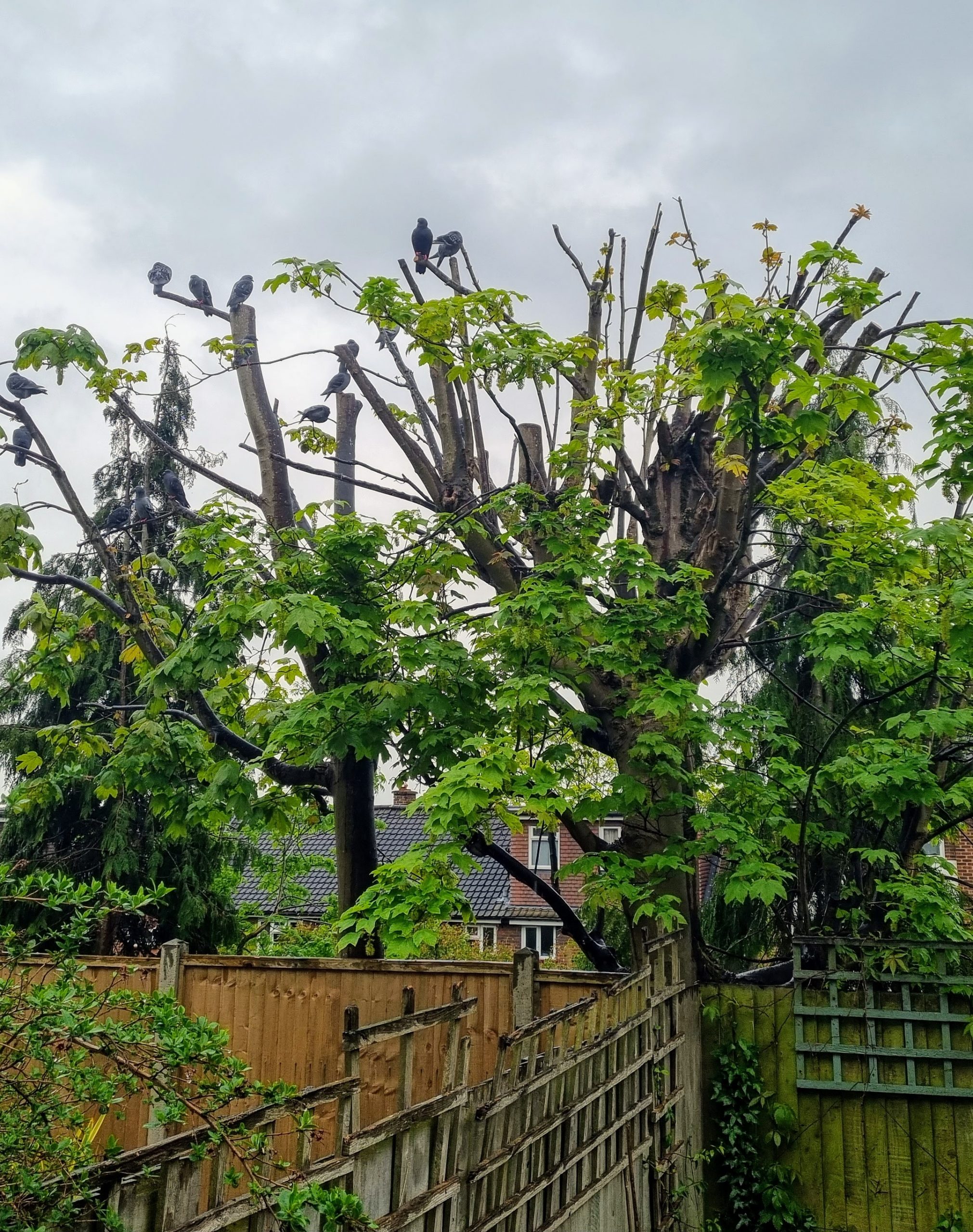 Crown Reduction – netreecare