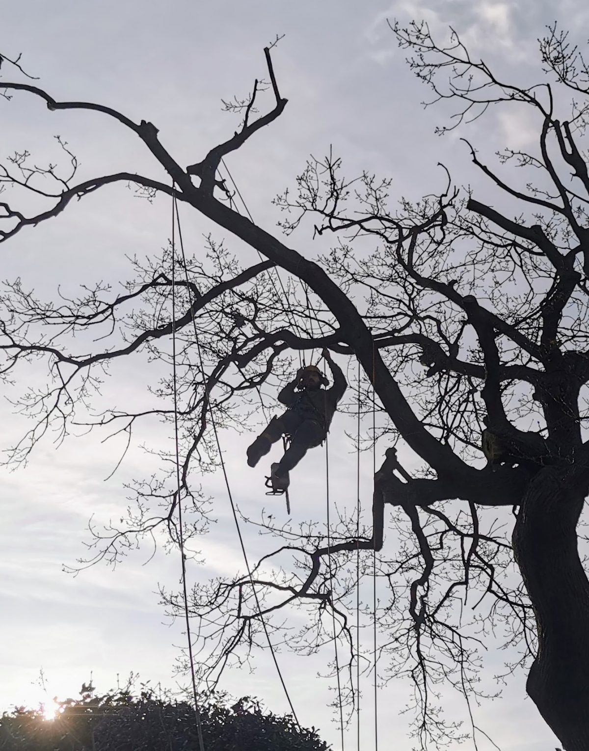 Crown Thinning – netreecare